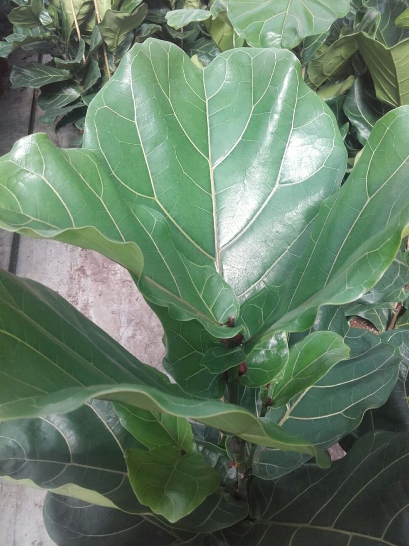 Living Plants / Soil / Ficus / Ficus lyrata | Koberg B.V.