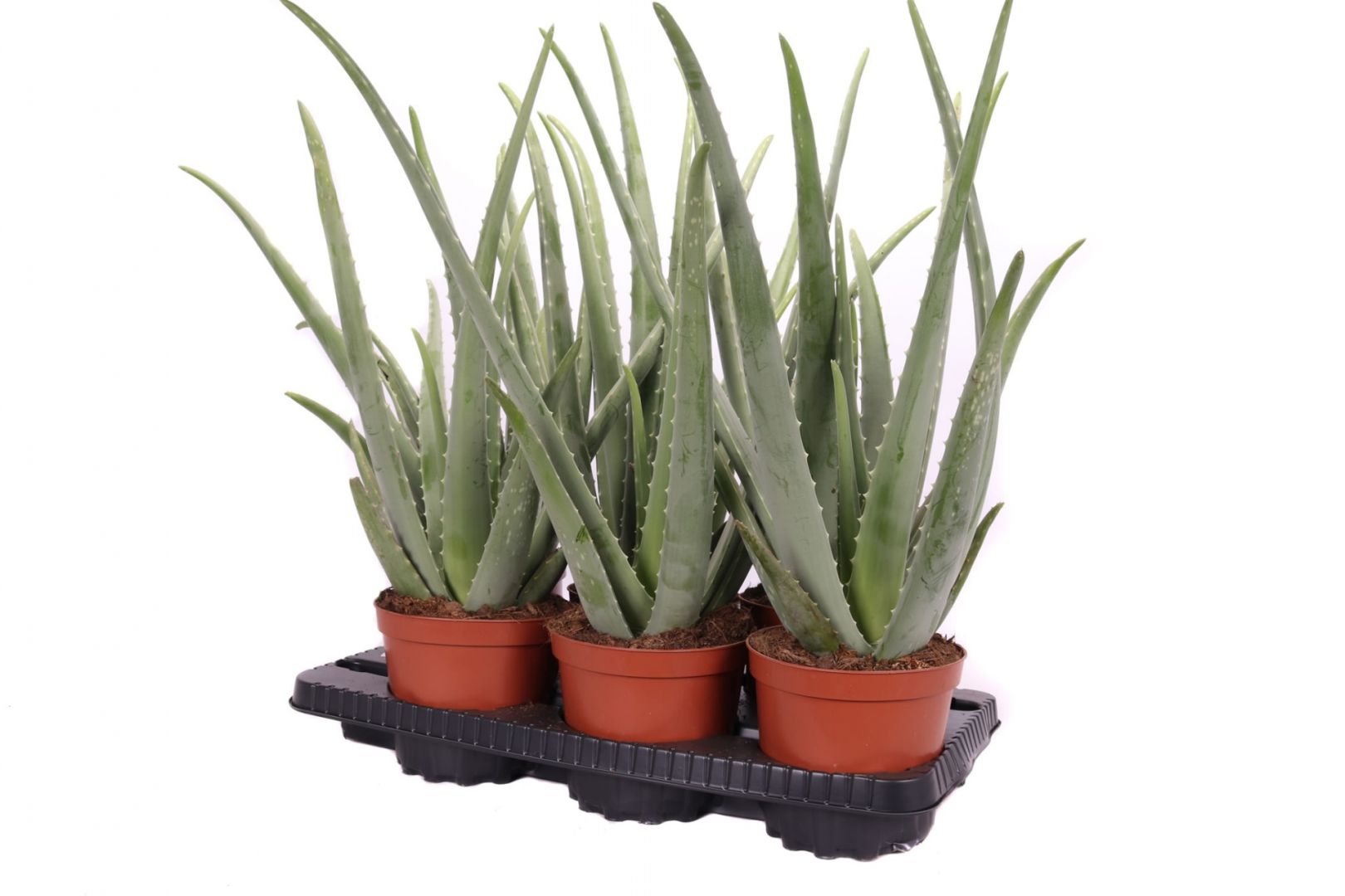 Levende planten / Grond / Succulent & Cactus / Aloe vera | Koberg B.V.