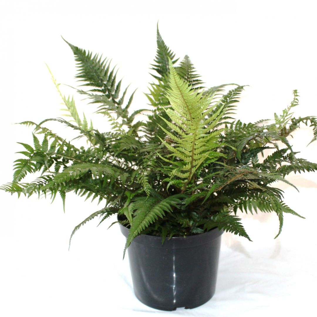 Living Plants / Exterior / Ferns / Athyrium Spicatum | Koberg B.V.