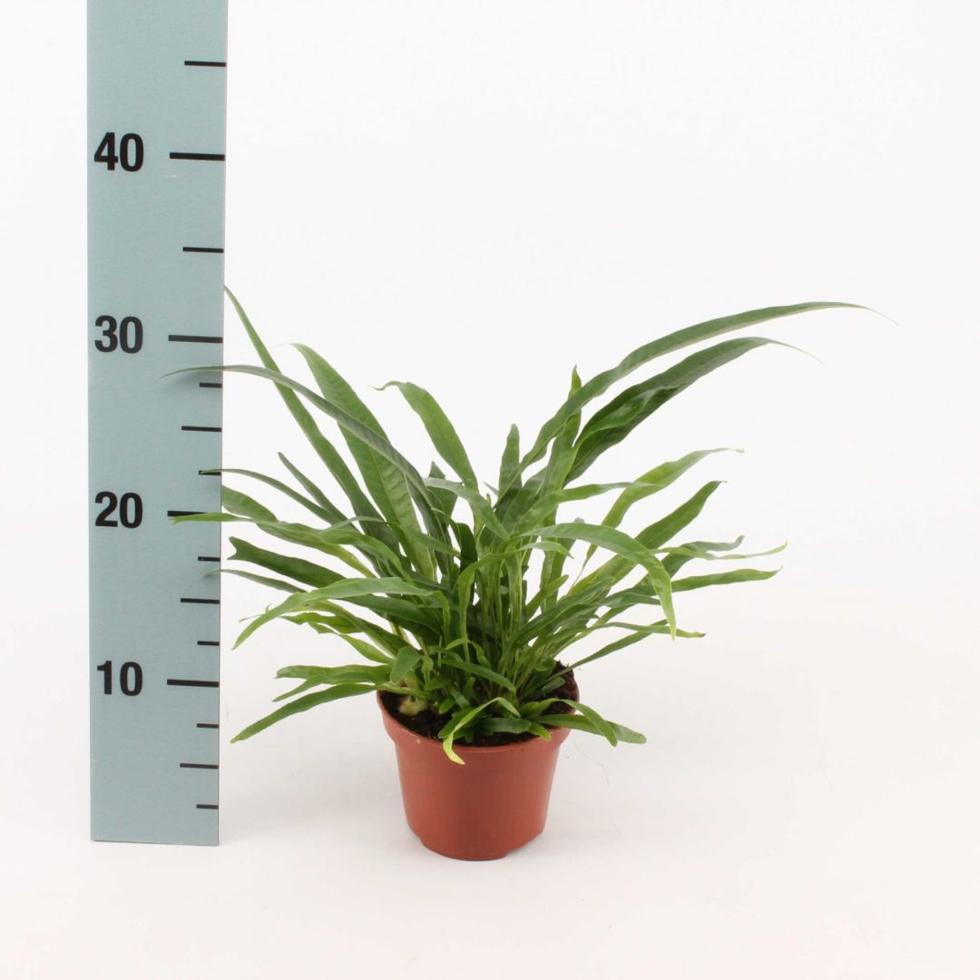 Living Plants / Soil / Ferns / Aglaomorpha Coronans JIM | Koberg B.V.