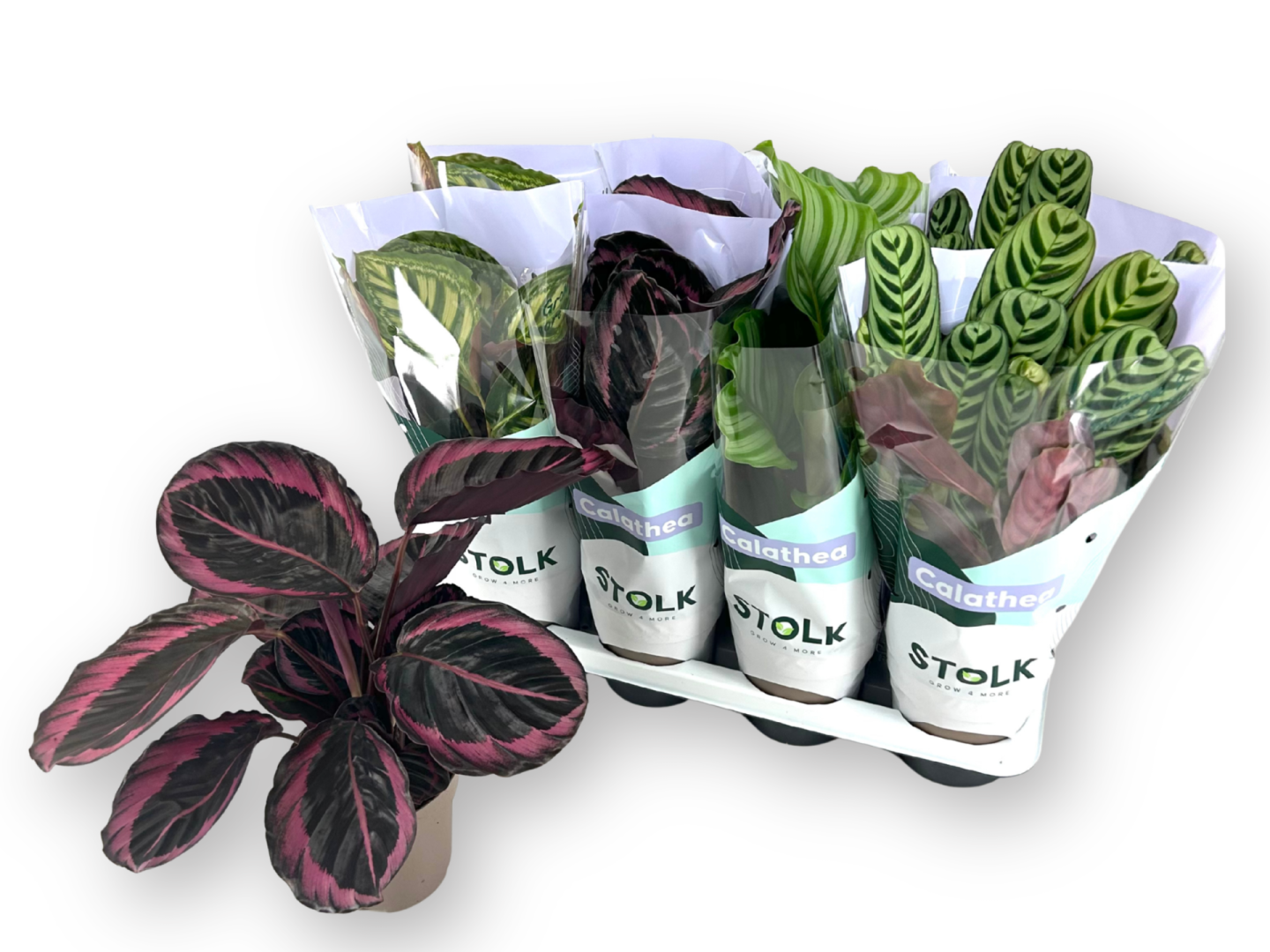 Living Plants / Soil / Calathea / Calathea Mix | Koberg B.V.