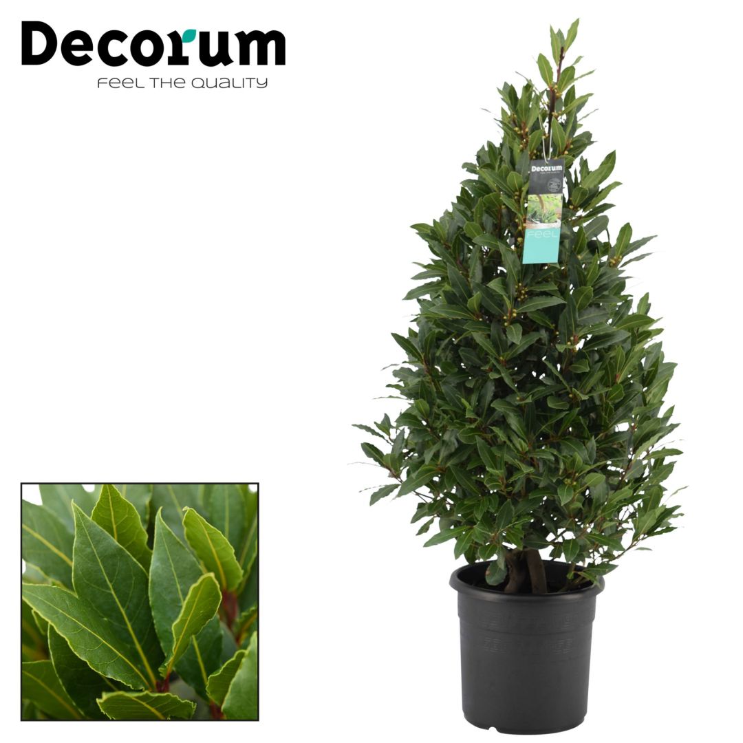 Living Plants / Exterior / Laurus Nobilis / Laurus nobilis | Koberg B.V.