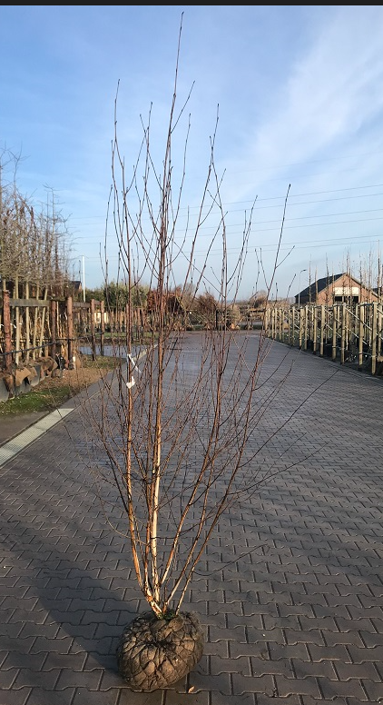 Living Plants / Exterior / trees & hedges / Betula utilis 'Doorenbos ...
