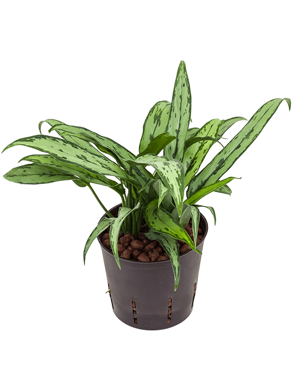Living Plants / Hydro / Aglaonema / Aglaonema 'Cutlass' Tuft | Koberg B.V.