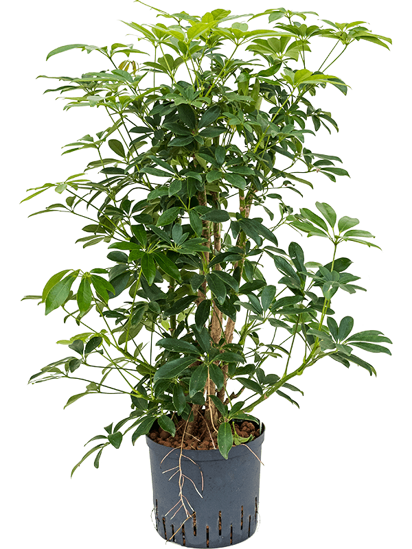 Levende planten / Hydro / Schefflera / Schefflera arboricola 'Compacta ...