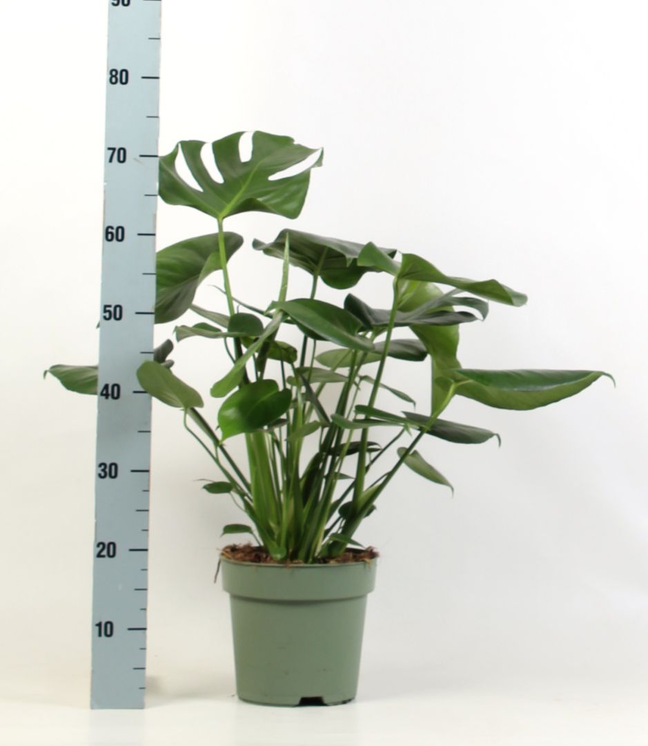 Living Plants / Soil / Monstera / Monstera deliciosa 6 stek pp | Koberg ...
