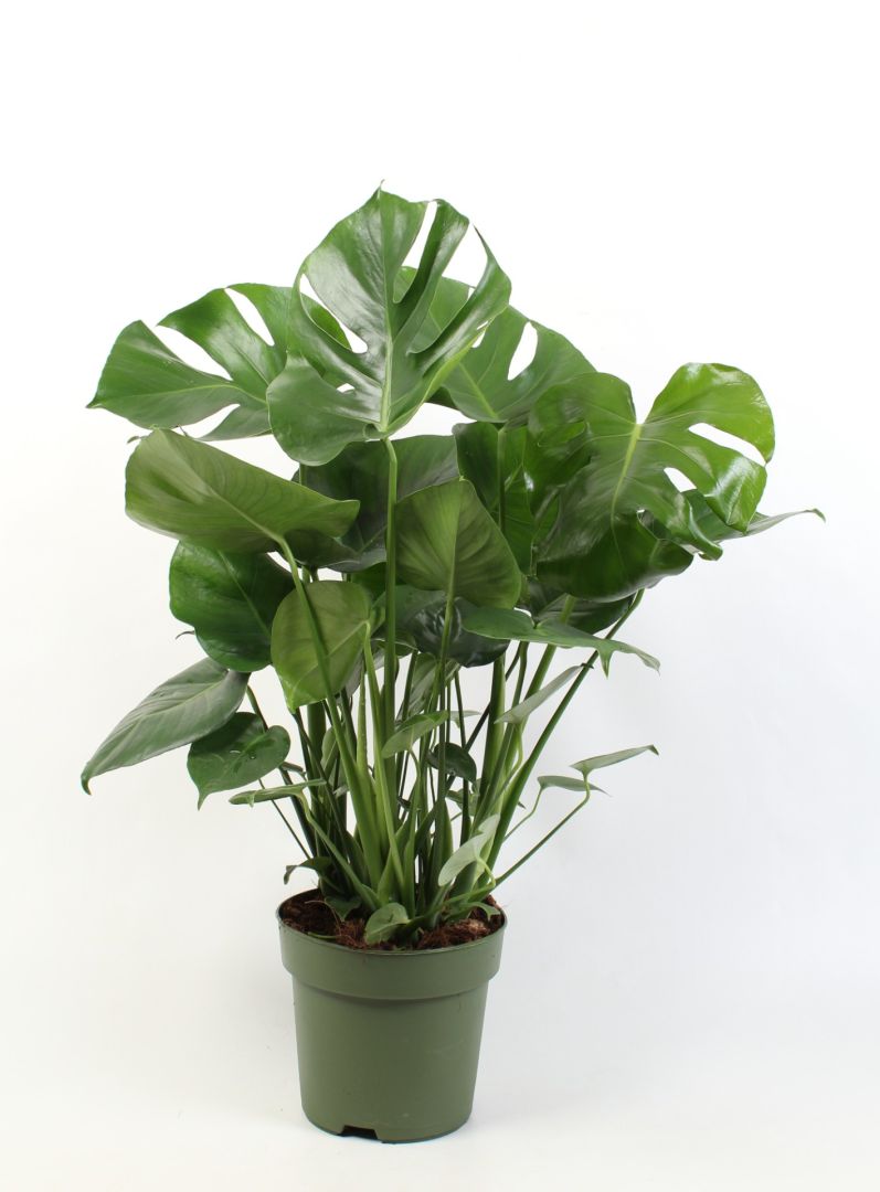 Living Plants / Soil / Monstera / Monstera deliciosa 6 stek pp | Koberg ...