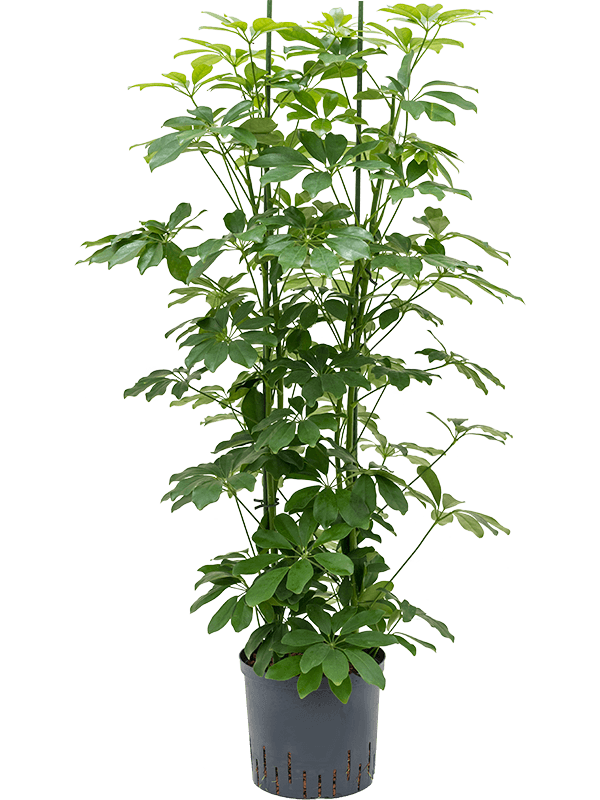 Living Plants / Hydro / Schefflera / Schefflera arboricola 'Compacta ...