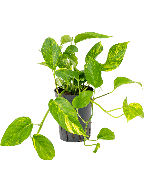 Living Plants / Hydro / Scindapsus / Scindapsus (Epipremnum) 'Aureum ...