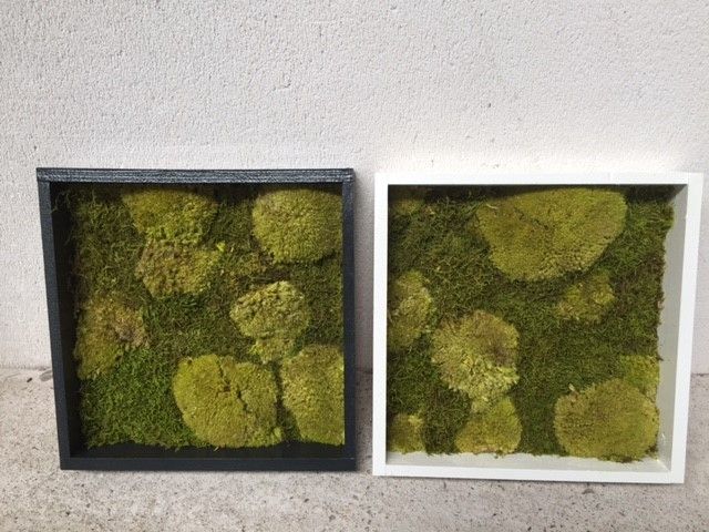 Vertical green / Moss / moss sample frame | Koberg B.V.