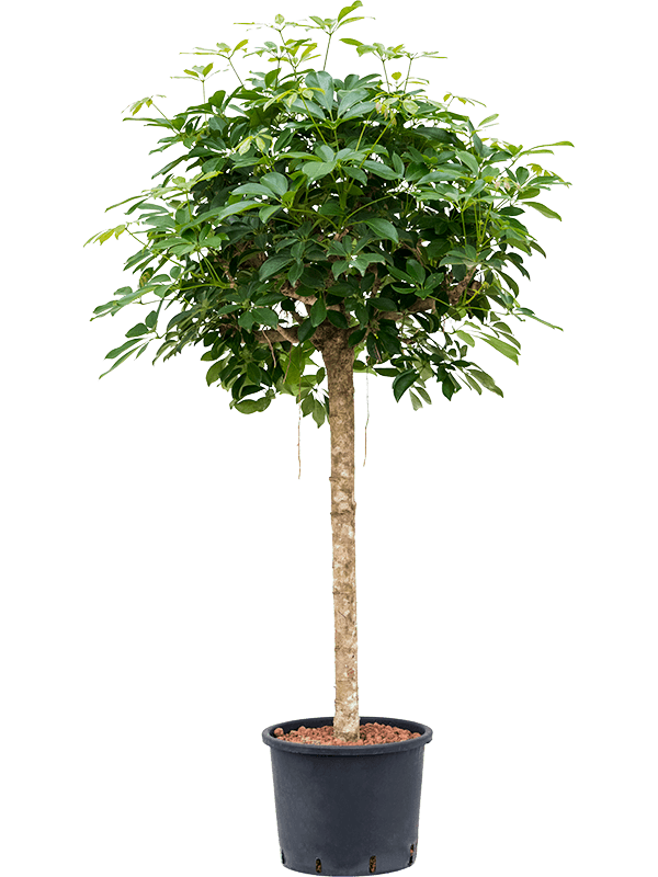 Living Plants / Hydro / Schefflera / Schefflera arboricola 'Compacta ...