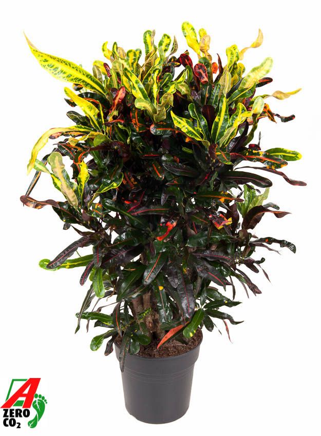 Living Plants / Soil / Codiaeum / Codiaeum Mammi | Koberg B.V.