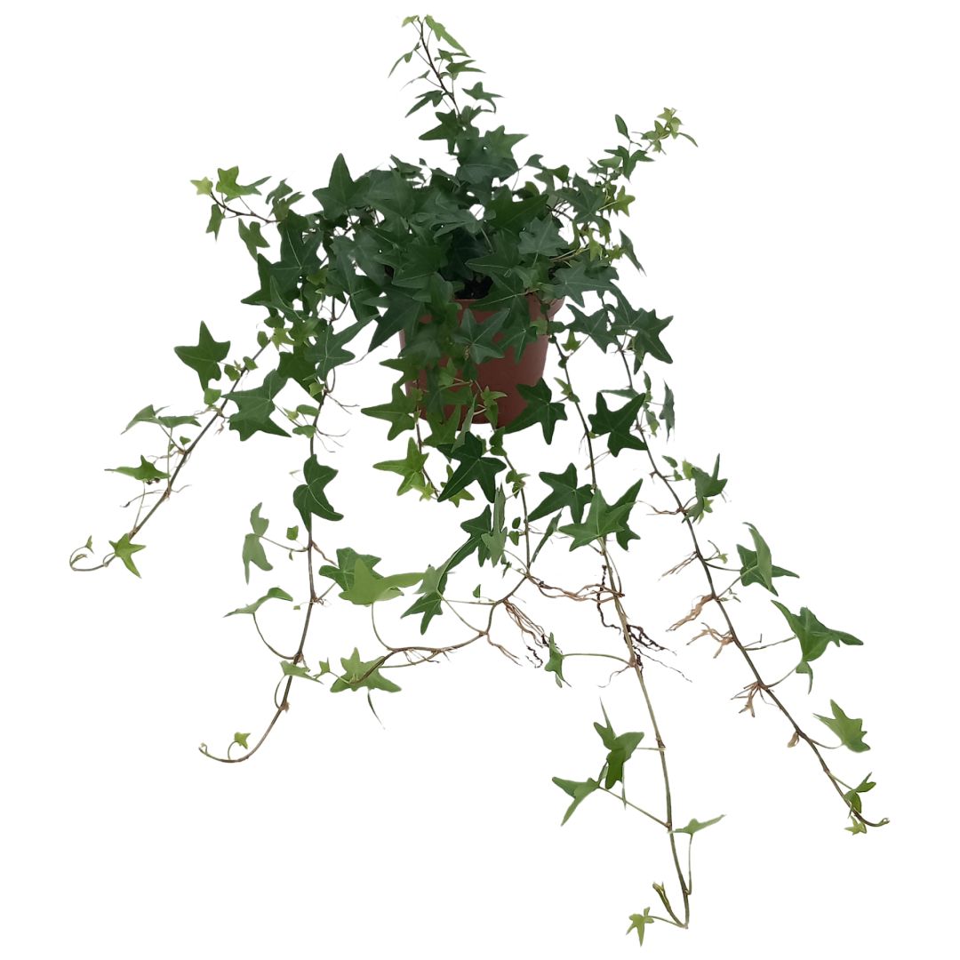 Living Plants / Exterior / Other / Hedera helix 'Jacobine' | Koberg B.V.