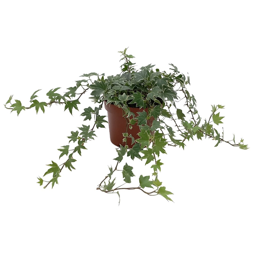 Living Plants / Soil / Overig / Hedera helix 'White Ripple' | Koberg B.V.