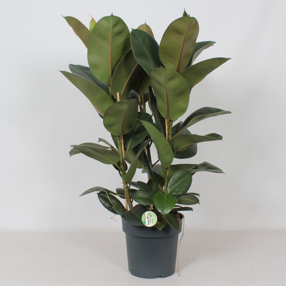 Living Plants / Soil / Ficus / Ficus 'Robusta' | Koberg B.V.