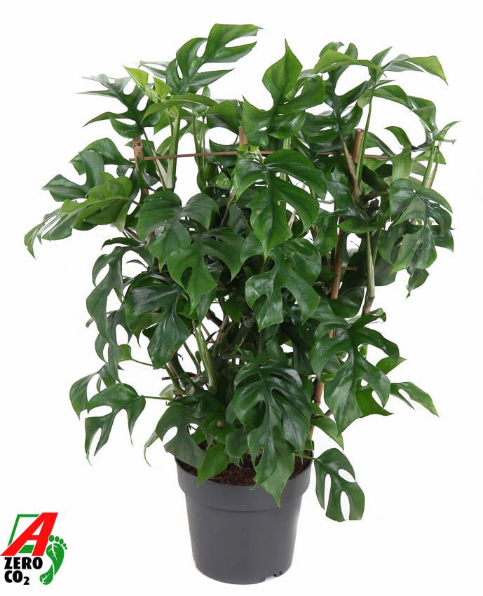 Living Plants / Soil / Monstera / Monstera Minima op rek P19 (NO GAP ...