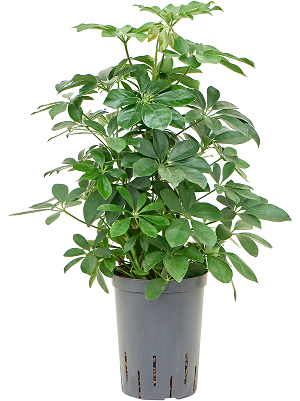 Living Plants / Hydro / Schefflera / Schefflera arboricola 'Compacta ...
