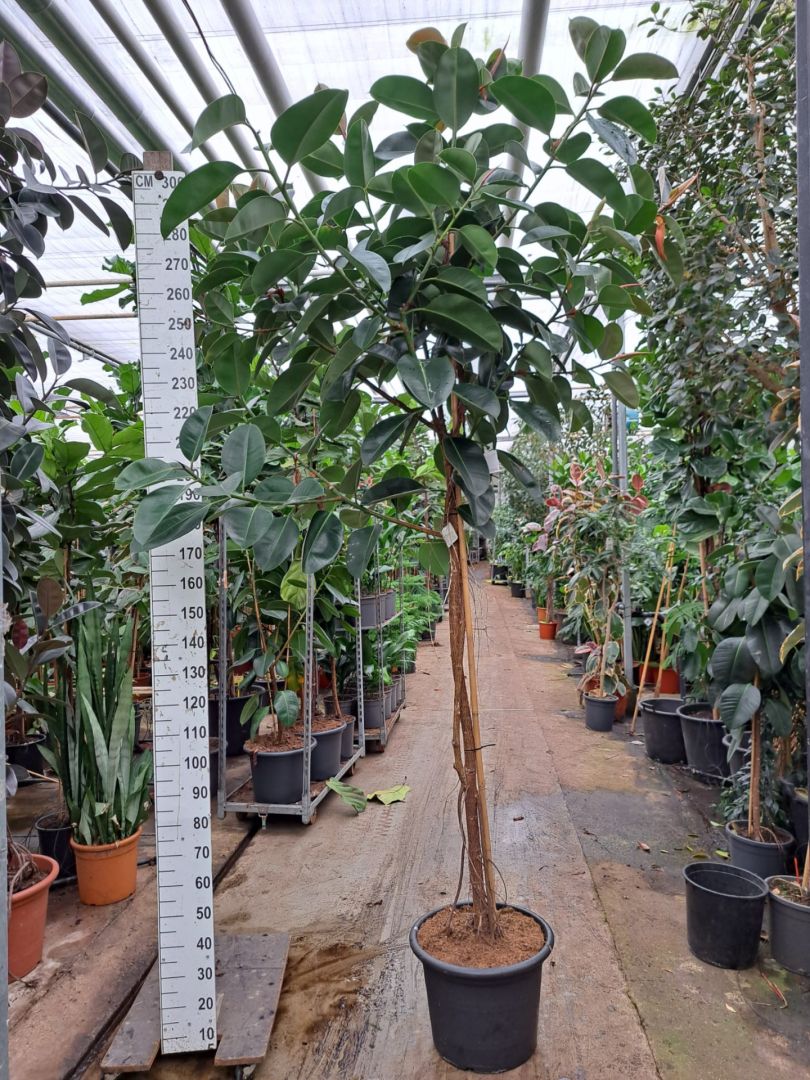 Living Plants / Soil / Ficus / Ficus Elastica Robusta | Koberg B.V.