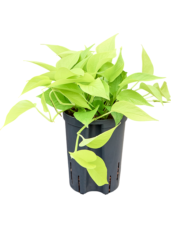 Levende planten / Hydro / Scindapsus / Scindapsus (Epipremnum) 'Golden ...