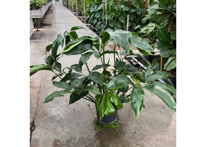 Living Plants / Hydro / Philodendron / Philodendron Fun Bun | Koberg B.V.